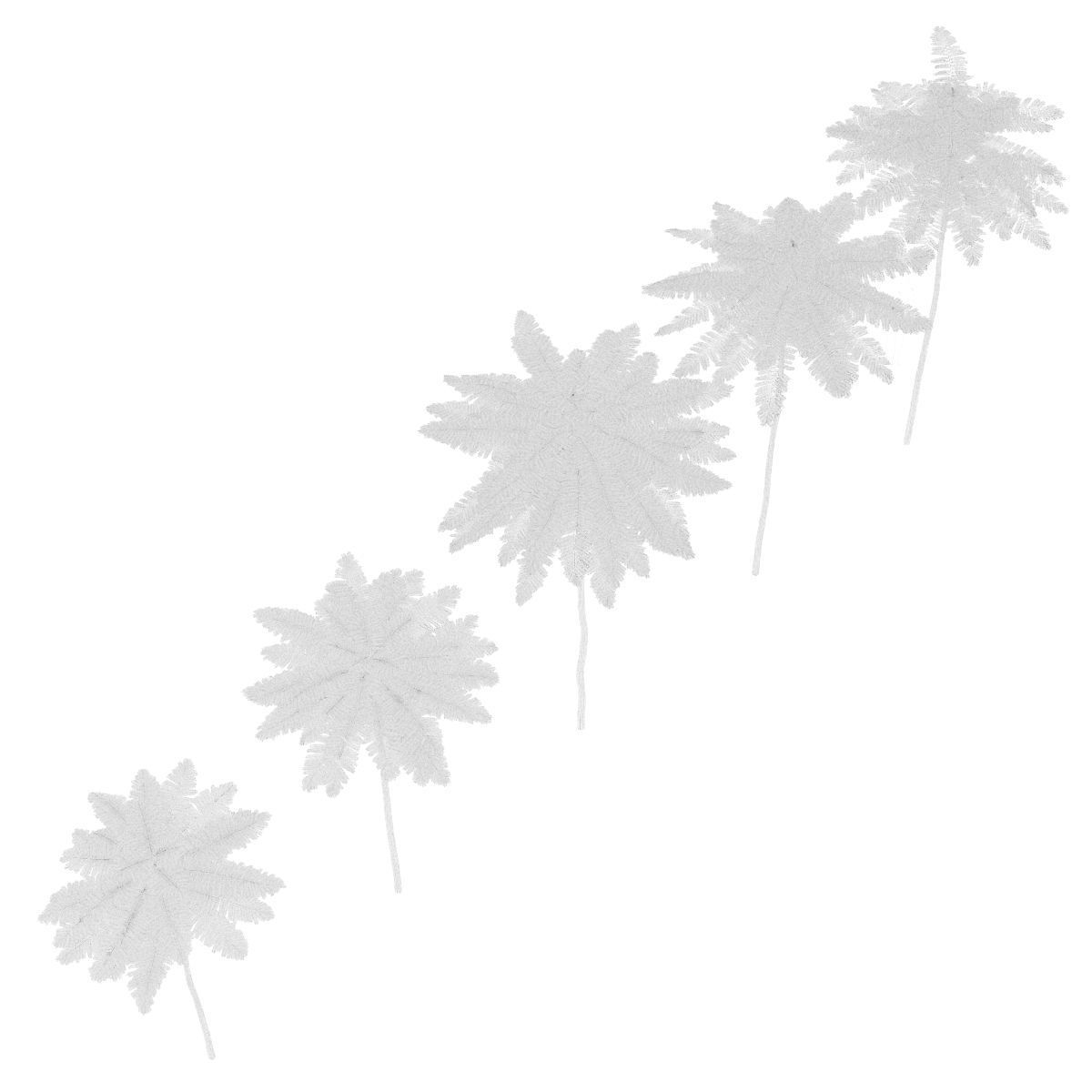 Schizolobium Parahyba VOL 2 GROWFX - PAKIS BRAZIL-SOLOBIUM 3D model ...