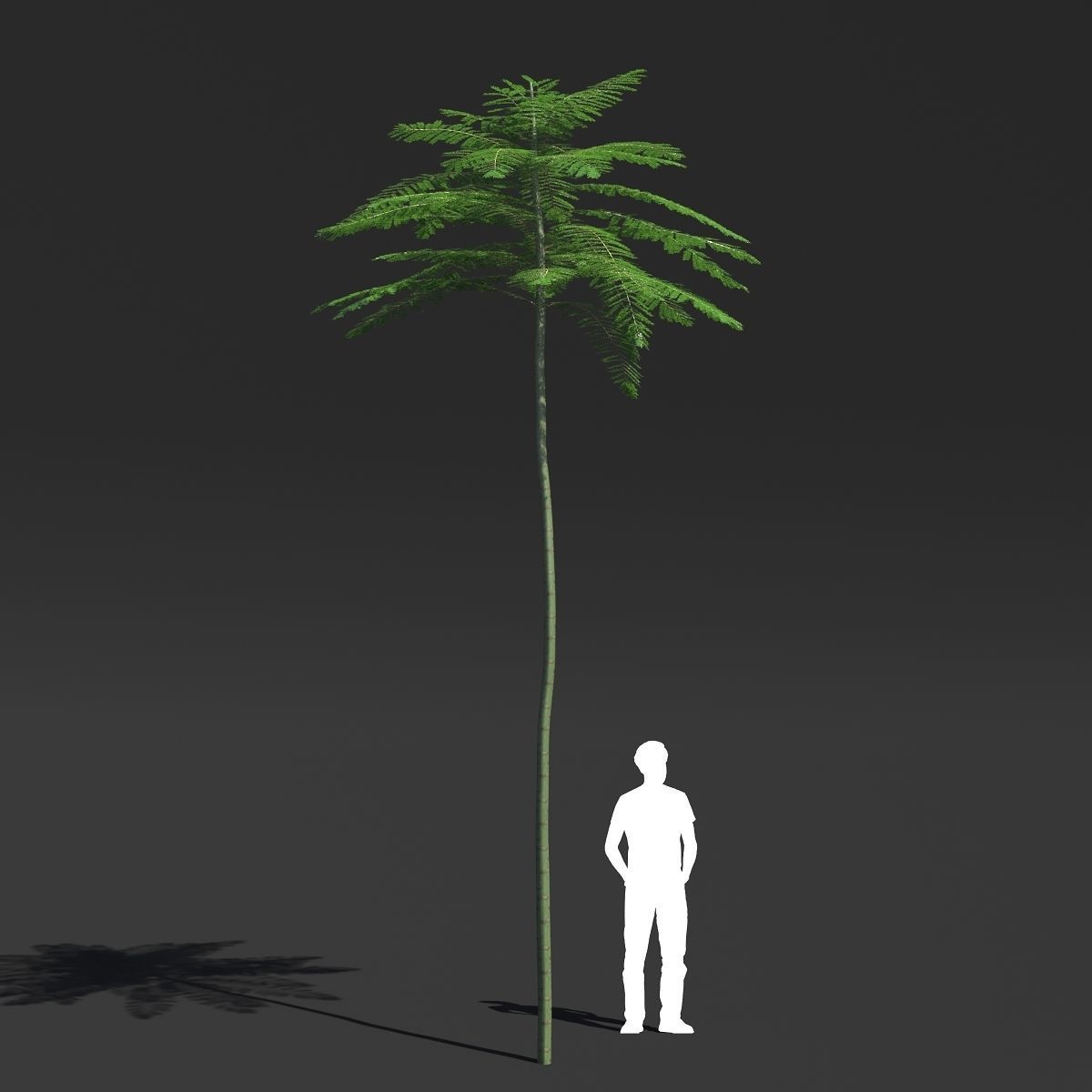 Schizolobium Parahyba VOL 2 GROWFX - PAKIS BRAZIL-SOLOBIUM 3D model ...