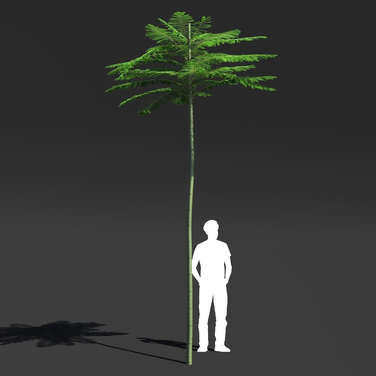 Schizolobium Parahyba VOL 2 GROWFX - PAKIS BRAZIL-SOLOBIUM 3D model ...