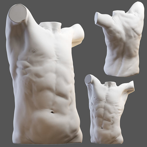 Torso mannequin 3D model | CGTrader