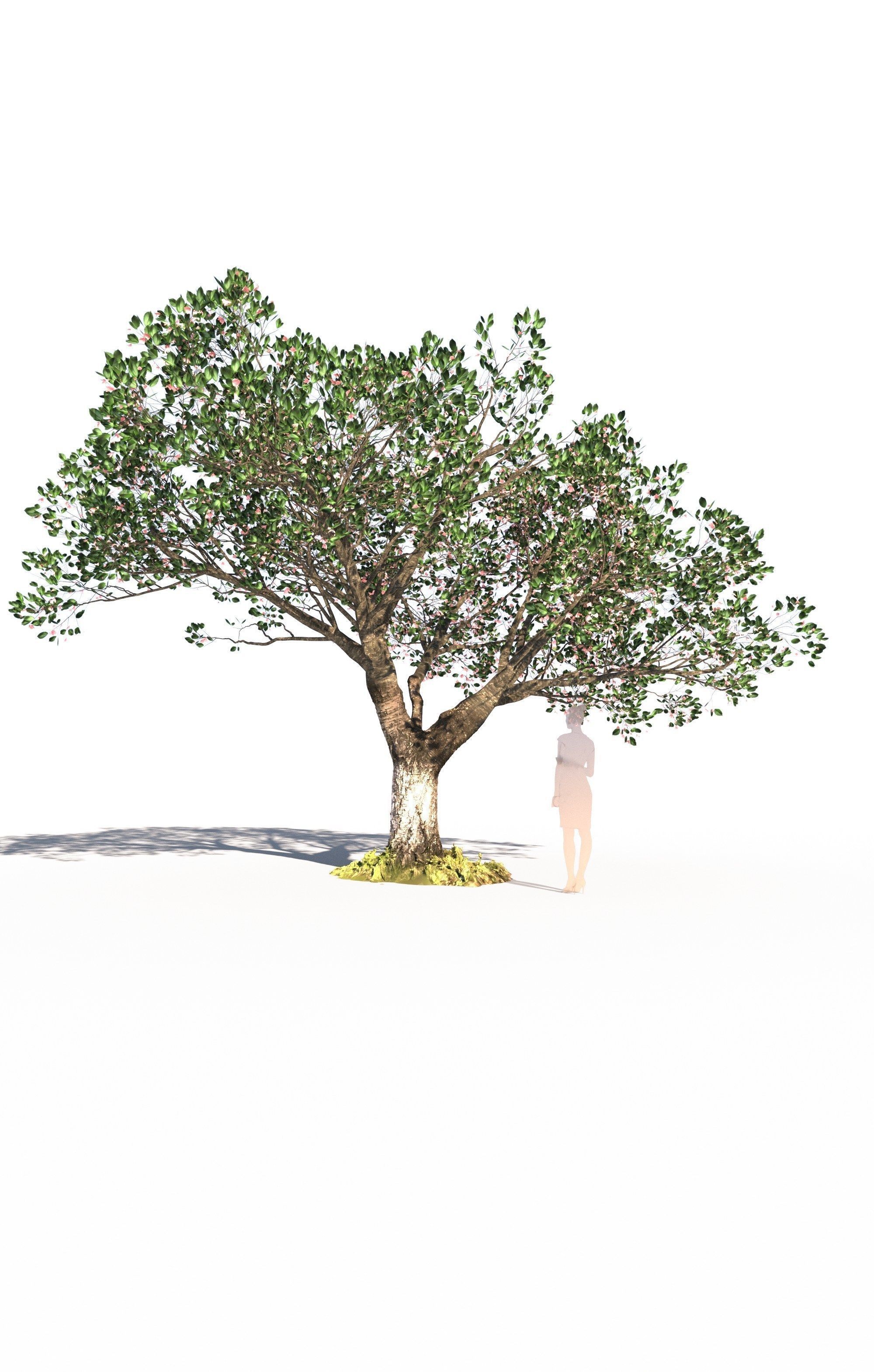 Cherry tree prunus avium mature E 3D model | CGTrader