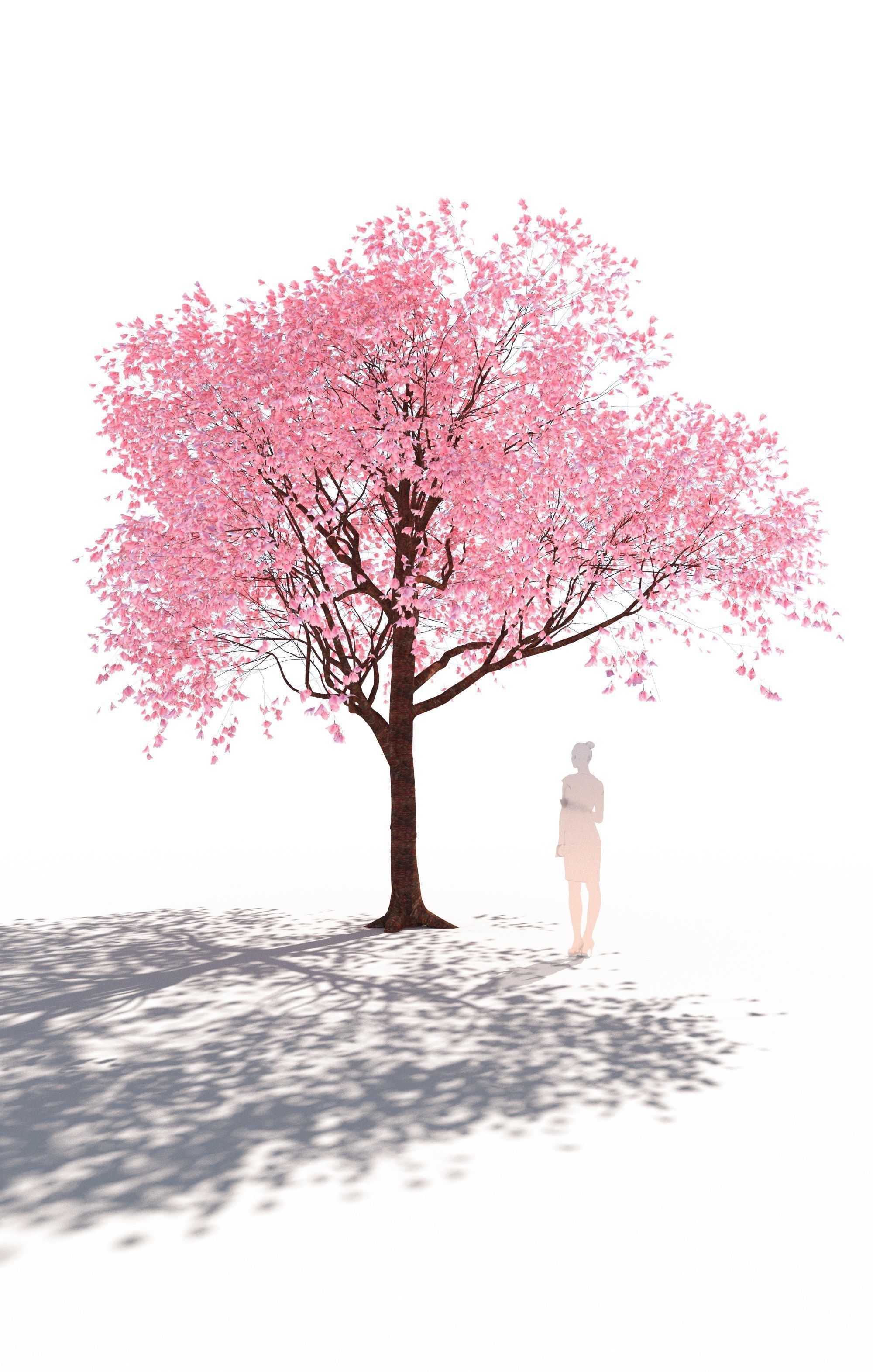 Flowering cherry tree prunus avium B 3D model | CGTrader