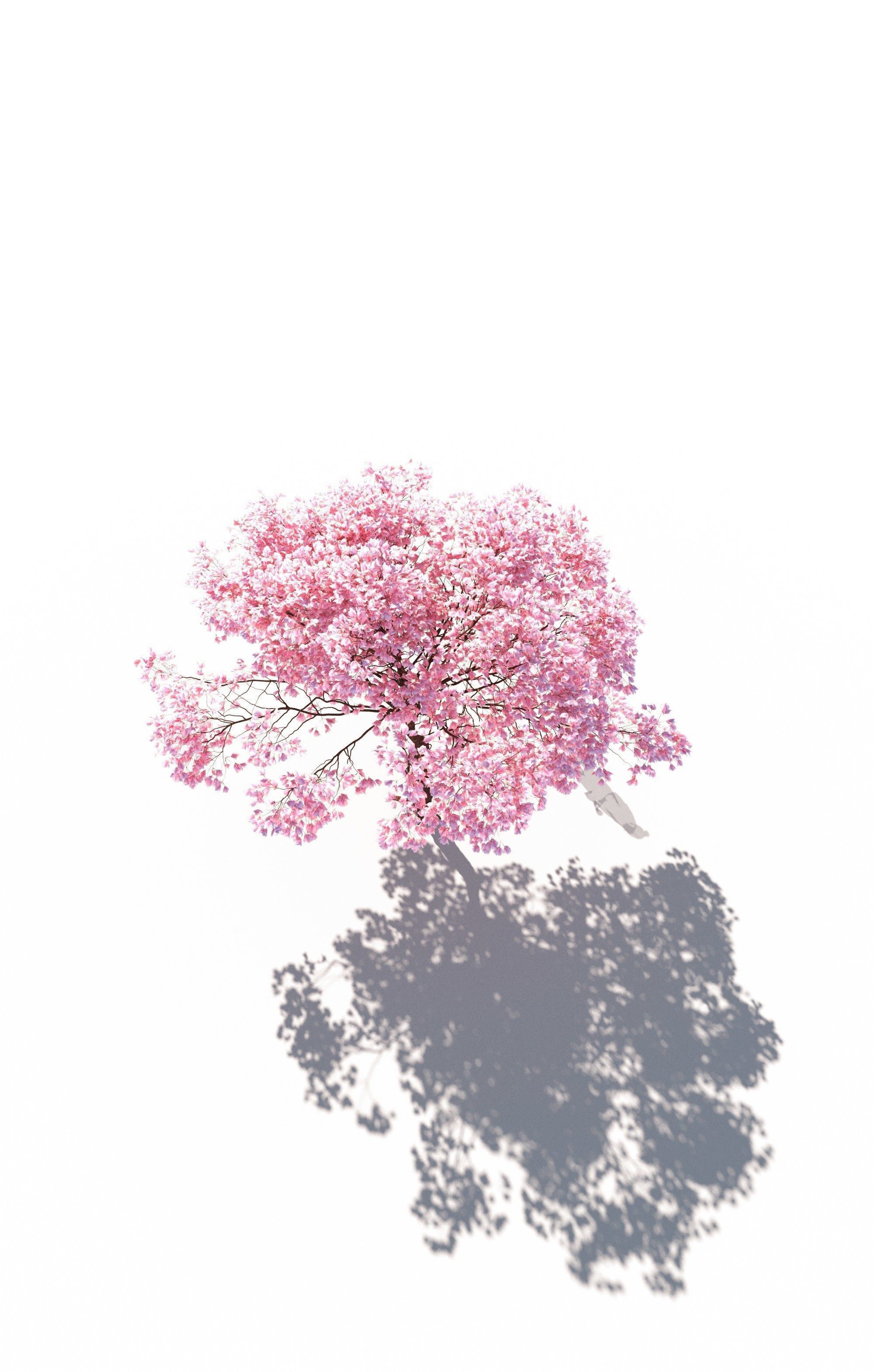 Flowering cherry tree prunus avium C 3D model | CGTrader