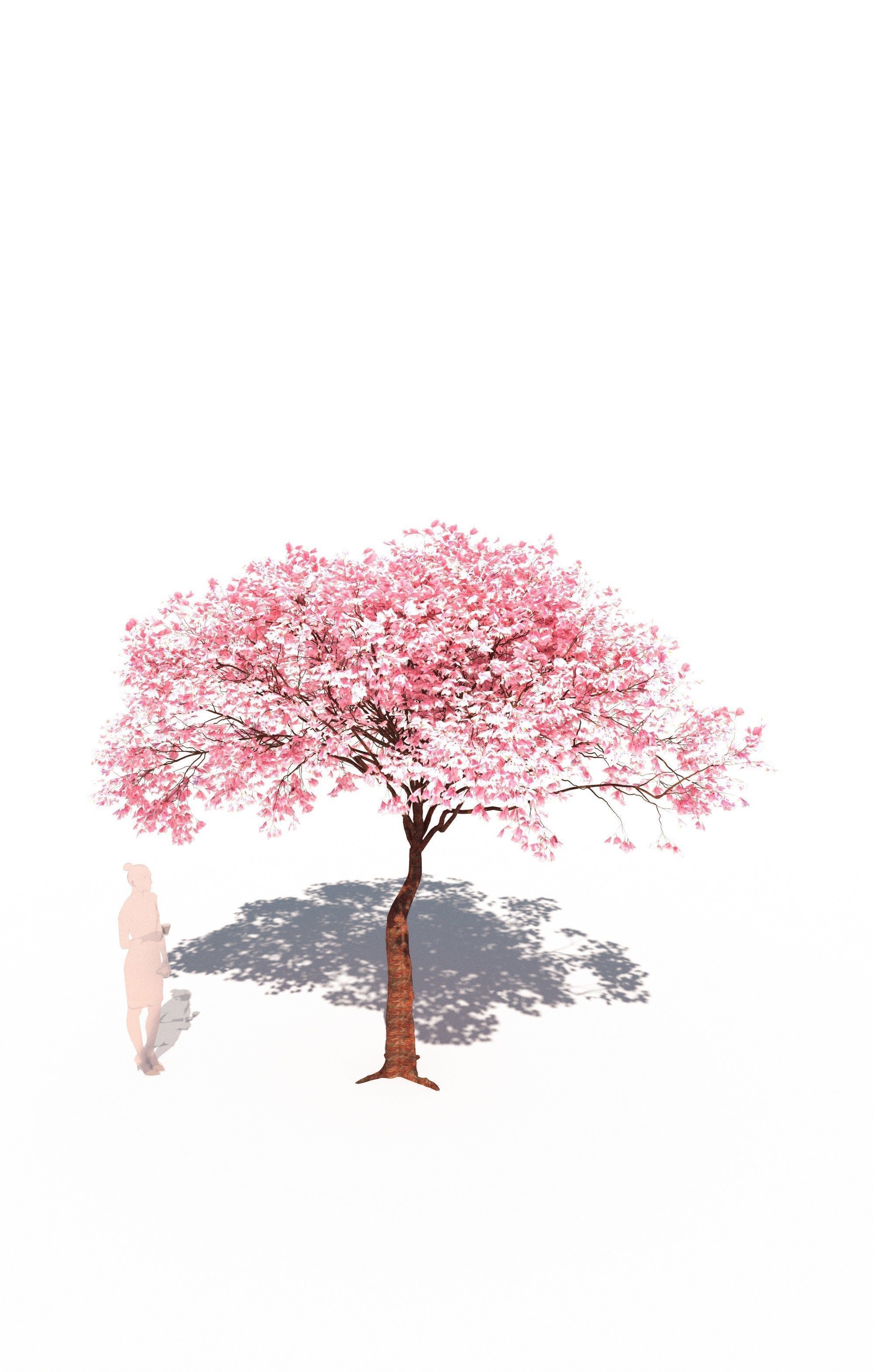 Flowering cherry tree prunus avium C 3D model | CGTrader