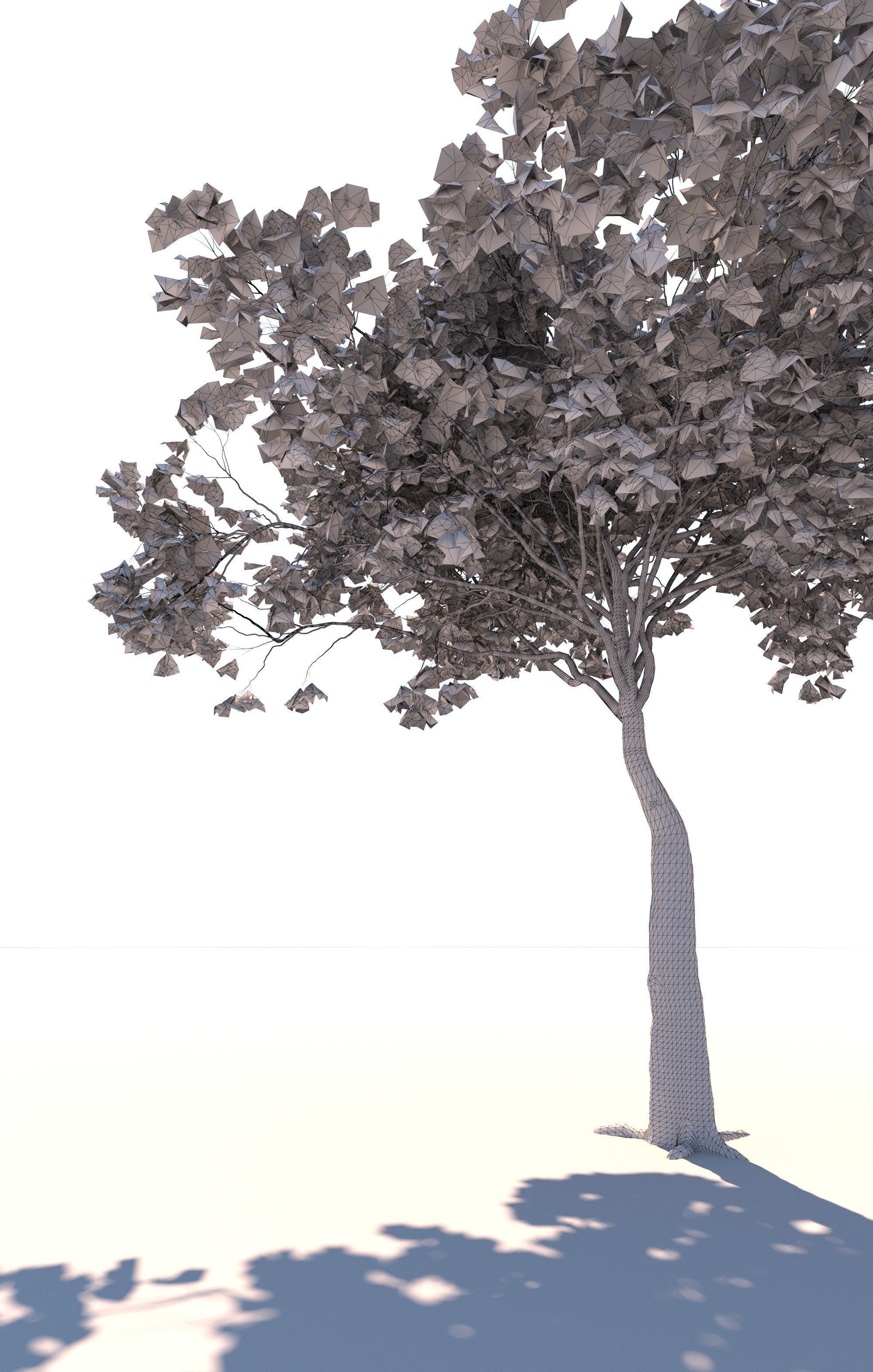 Flowering cherry tree prunus avium C 3D model | CGTrader