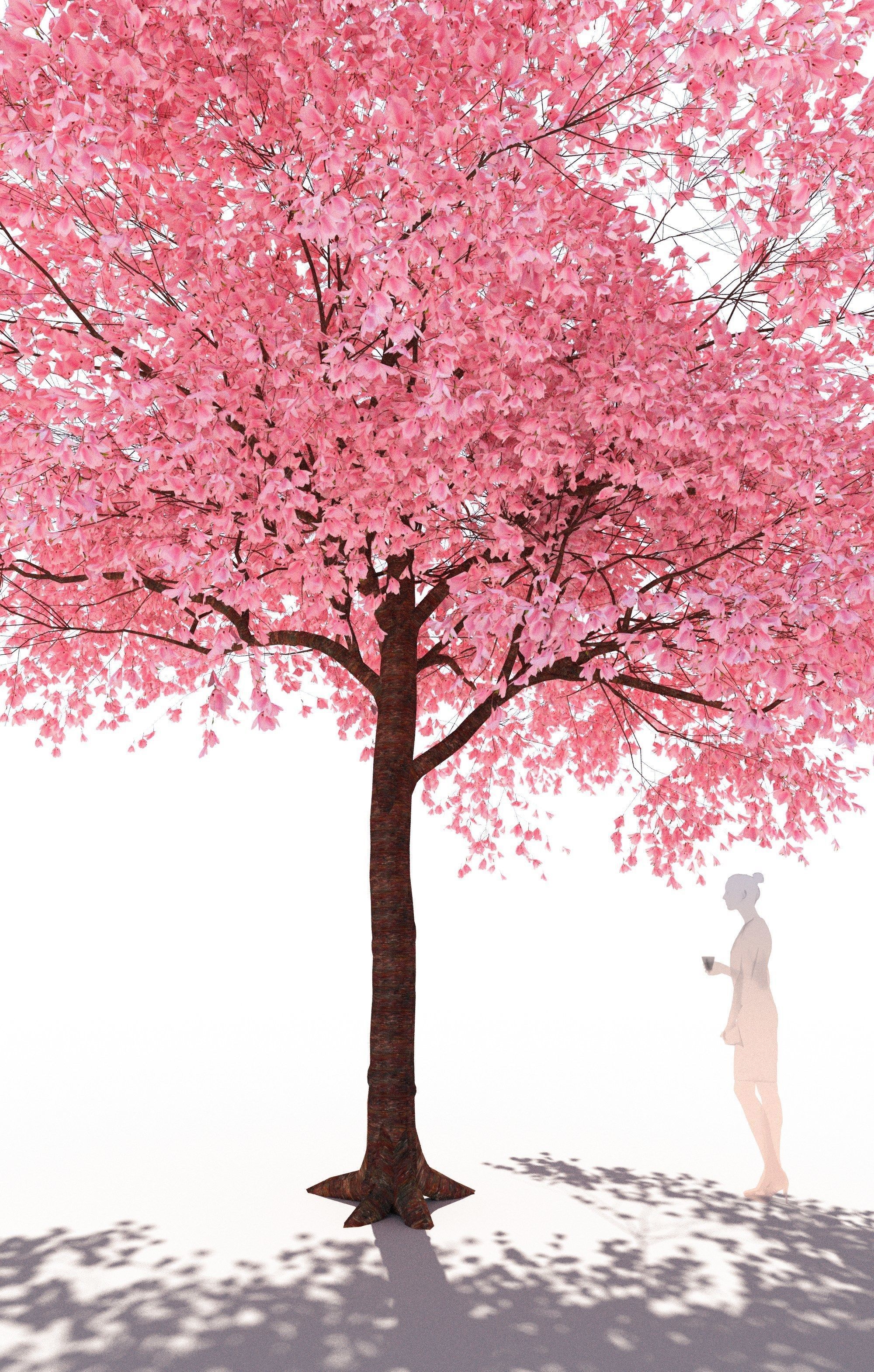 Flowering cherry tree prunus avium A 3D model | CGTrader