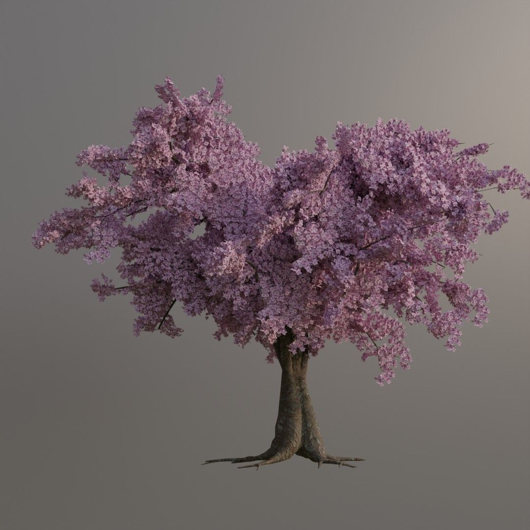 Large sakura tree 01 3D model | CGTrader