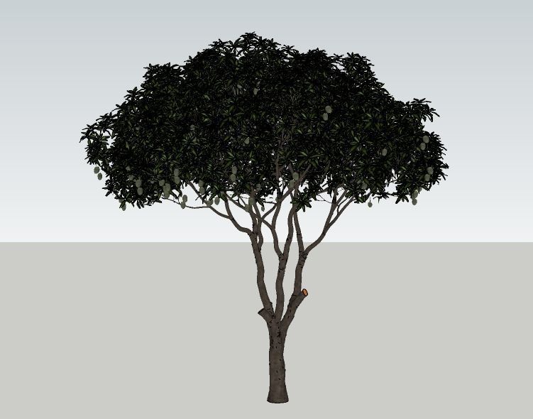 Mango Tree 3D model | CGTrader