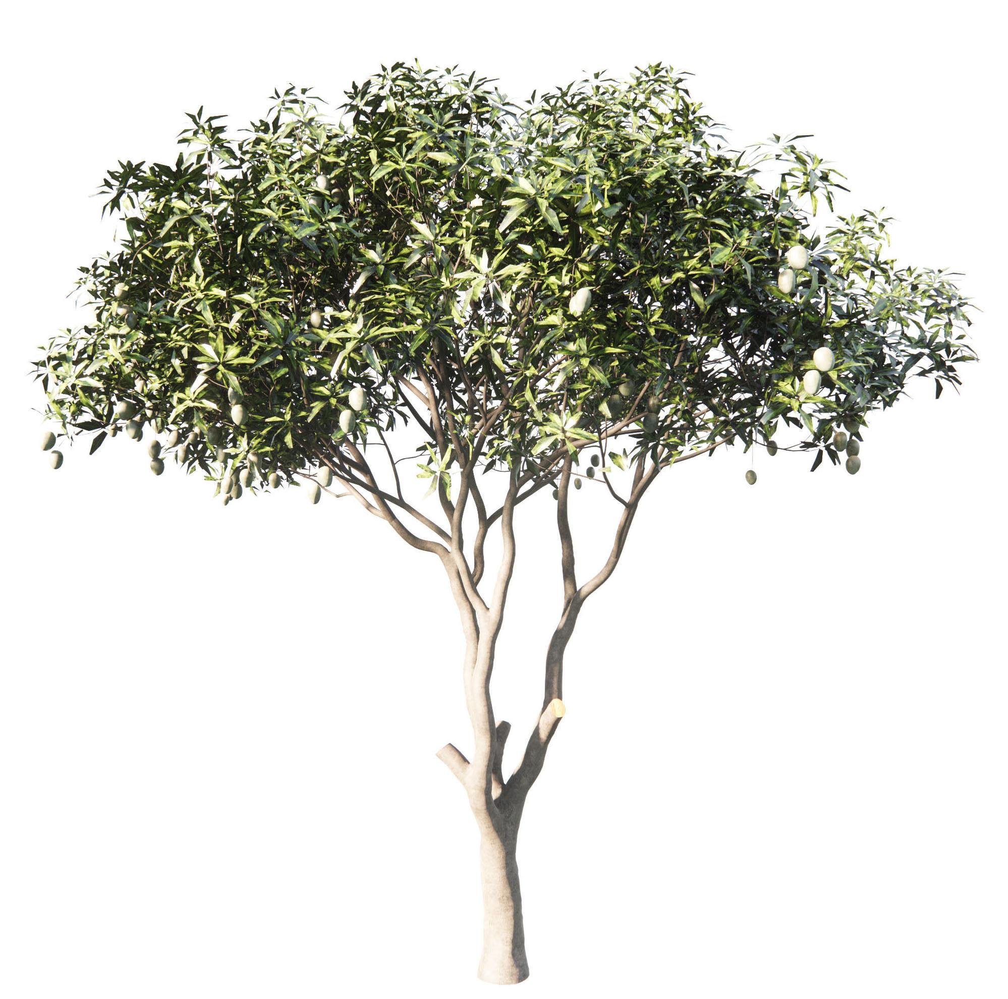 Mango Tree 3D model | CGTrader