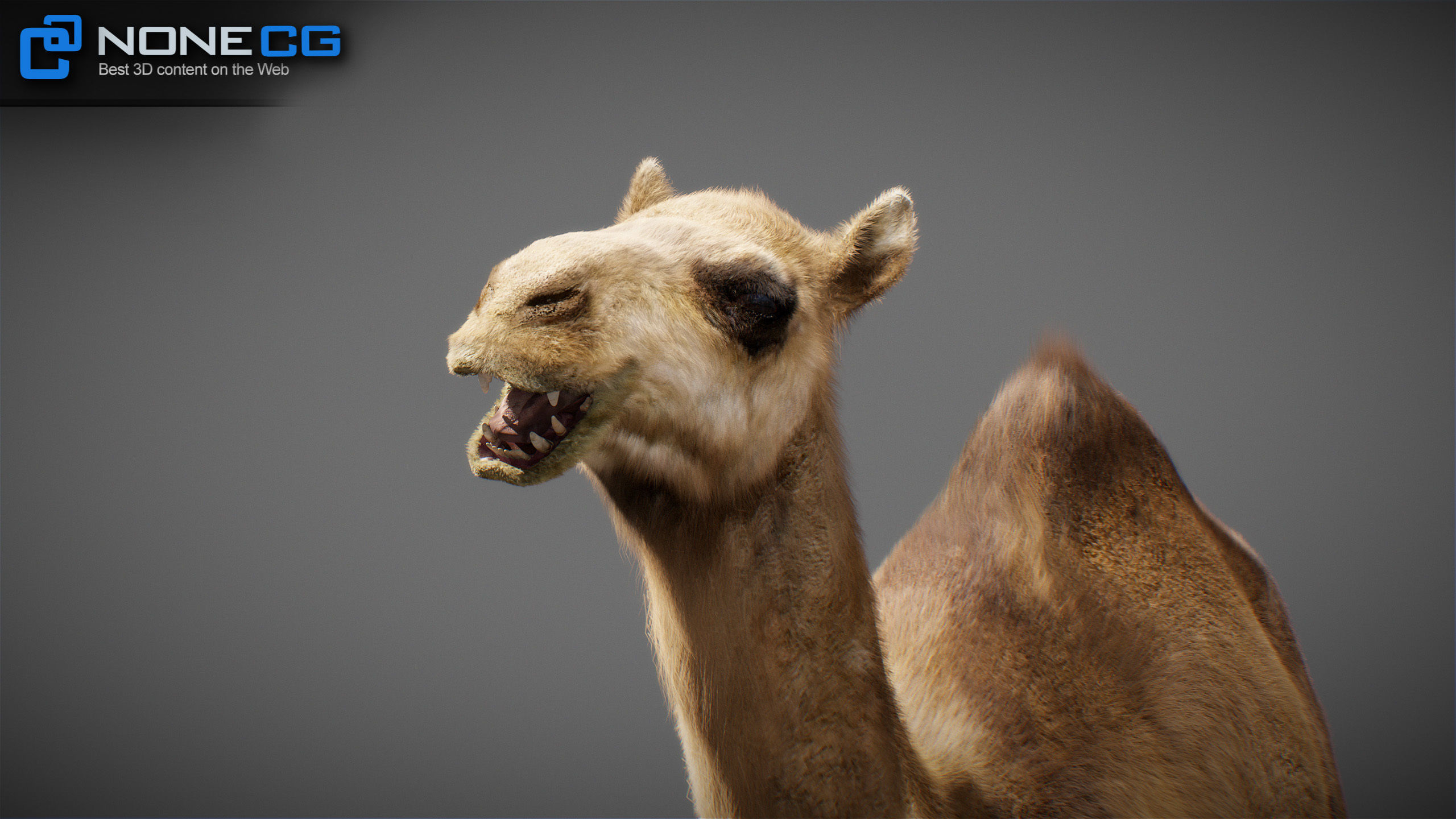 Animated Camel v2 3D model animated rigged | CGTrader