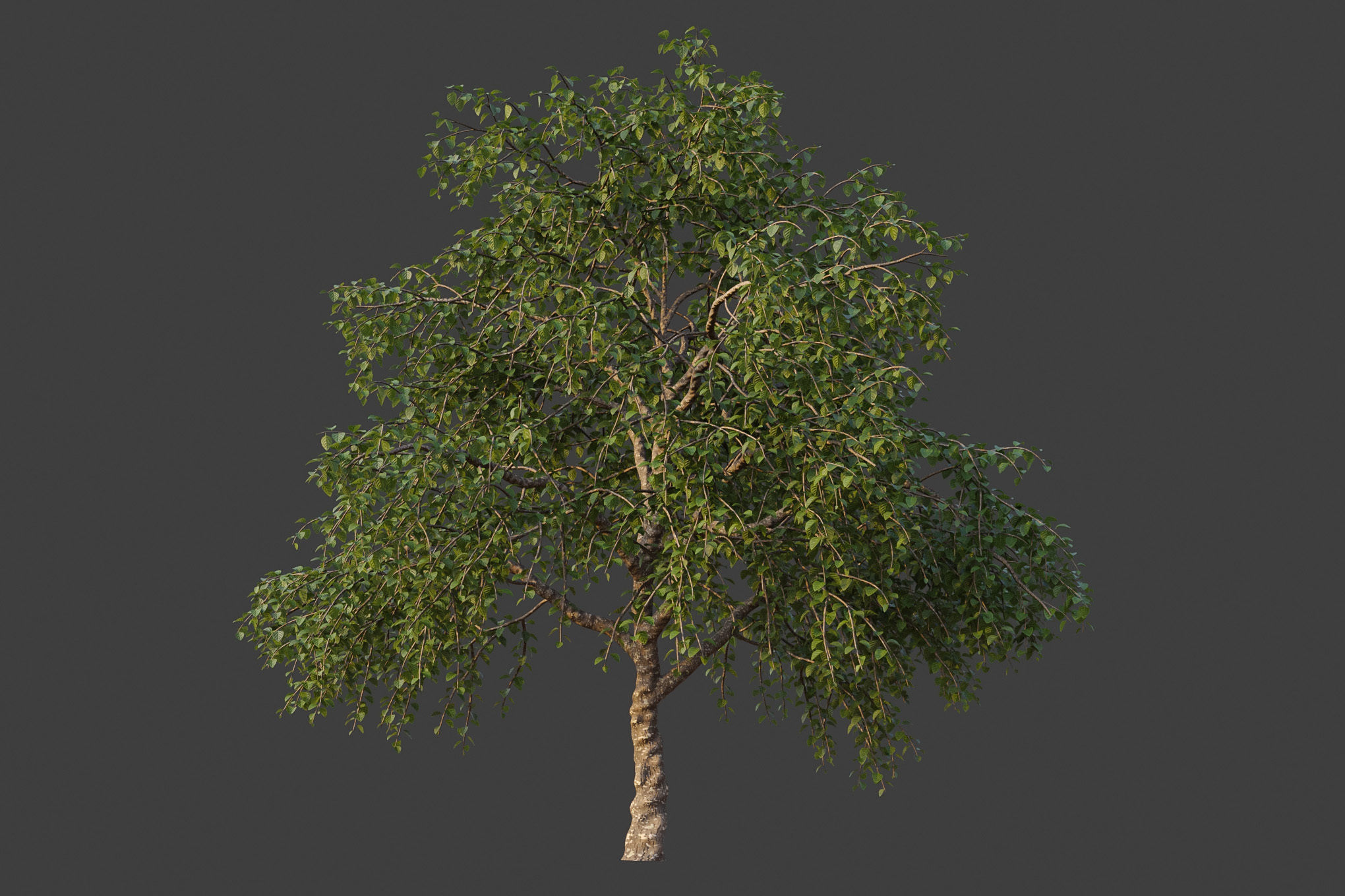 XfrogPlants Lasura - Cordia Myxa 3D model | CGTrader