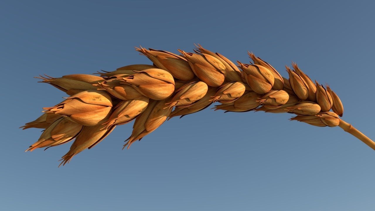 3D model Wheat VR / AR / low-poly | CGTrader
