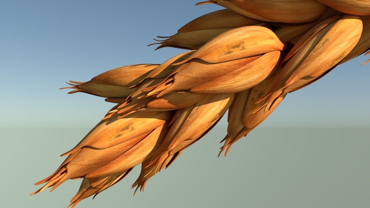 3D model Wheat VR / AR / low-poly | CGTrader