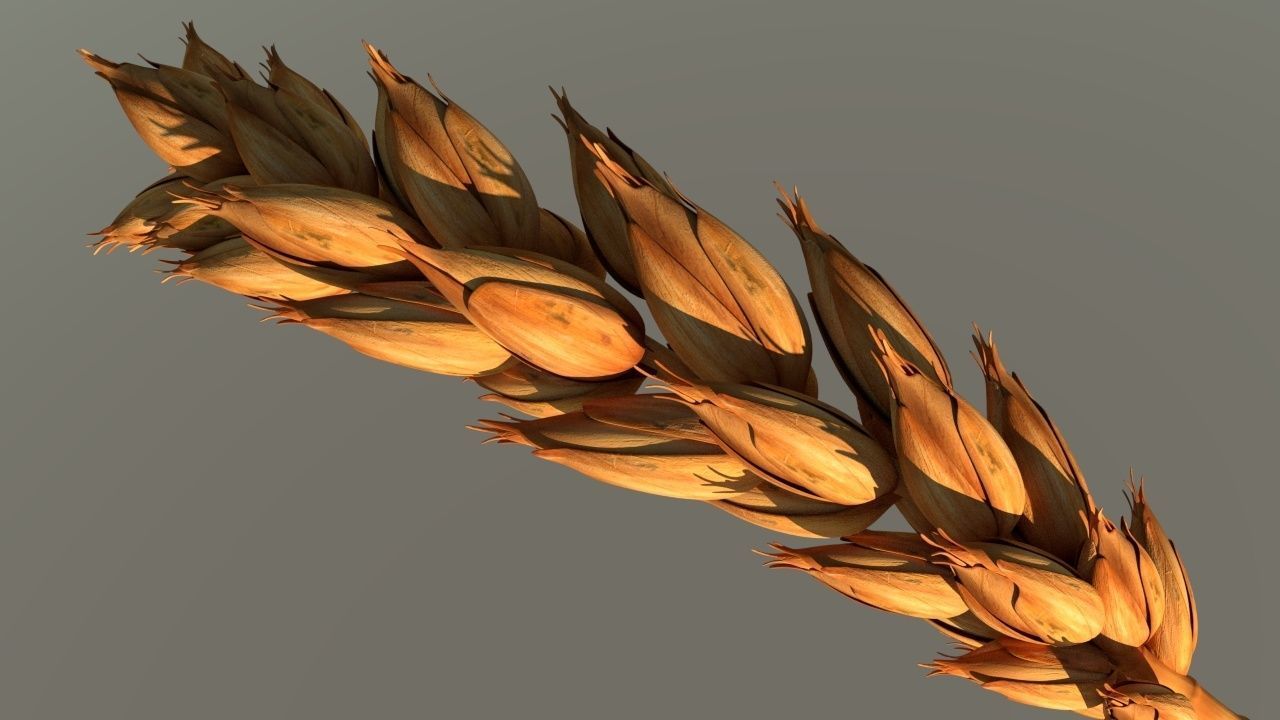 3D model Wheat stalk of VR / AR / low-poly | CGTrader