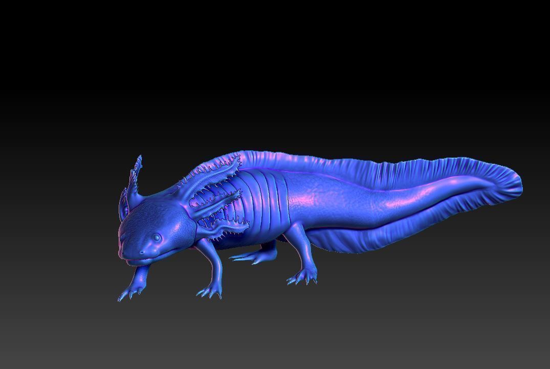 Axolotl 3D model 3D printable | CGTrader
