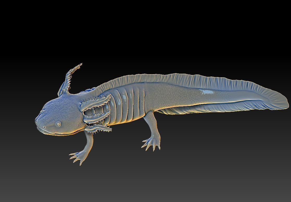 Axolotl 3D model 3D printable | CGTrader