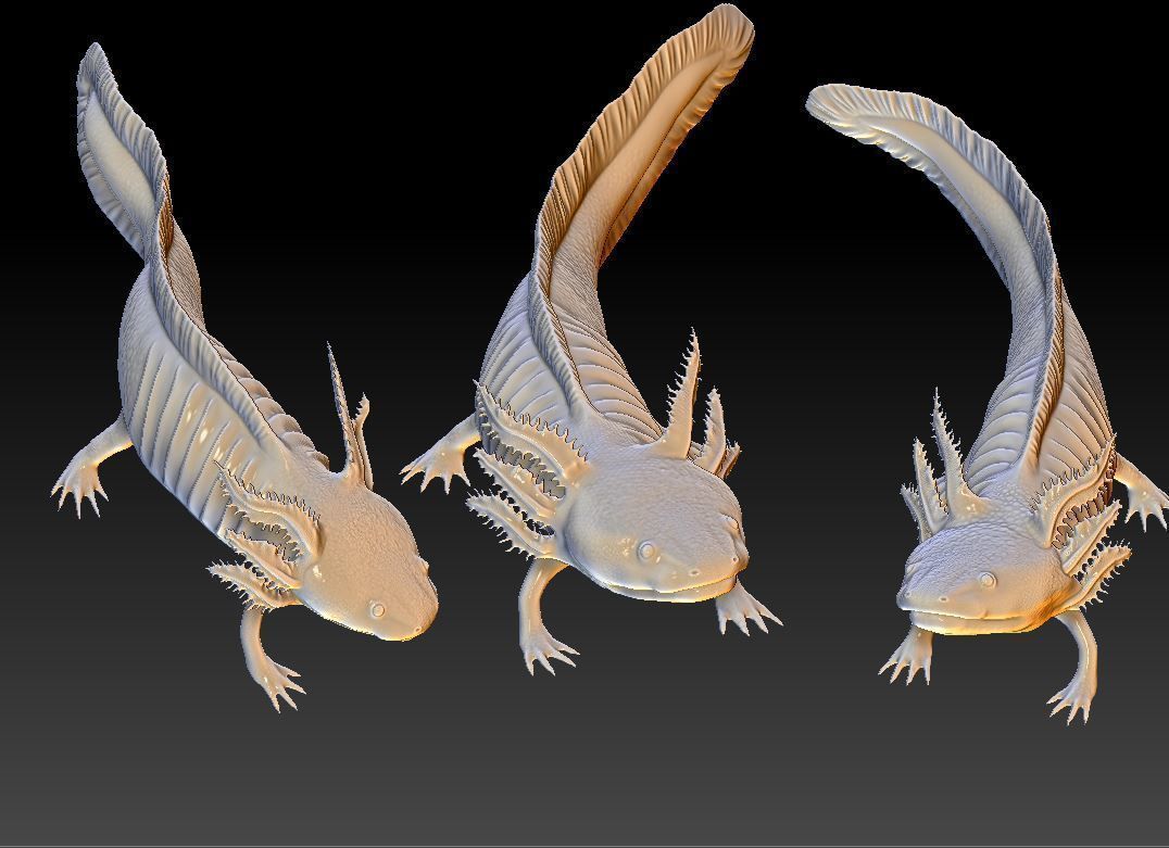 Axolotl 3D model 3D printable | CGTrader