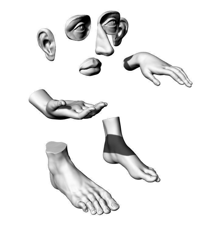human body parts 3D model 3D printable | CGTrader