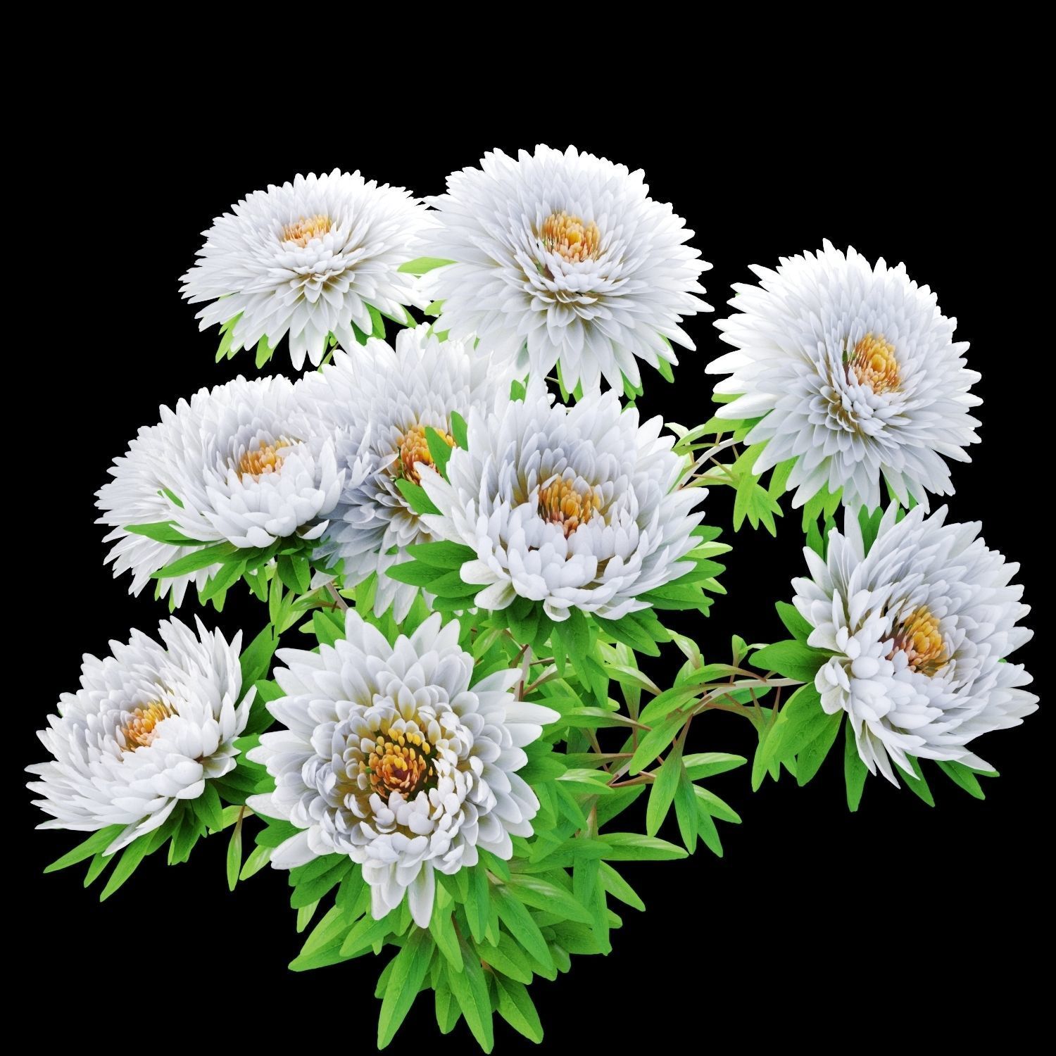Aster flowers 3D model | CGTrader