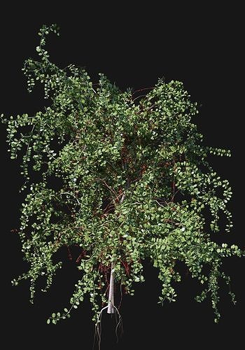 3D model Cherry Tree Set VR / AR / low-poly | CGTrader