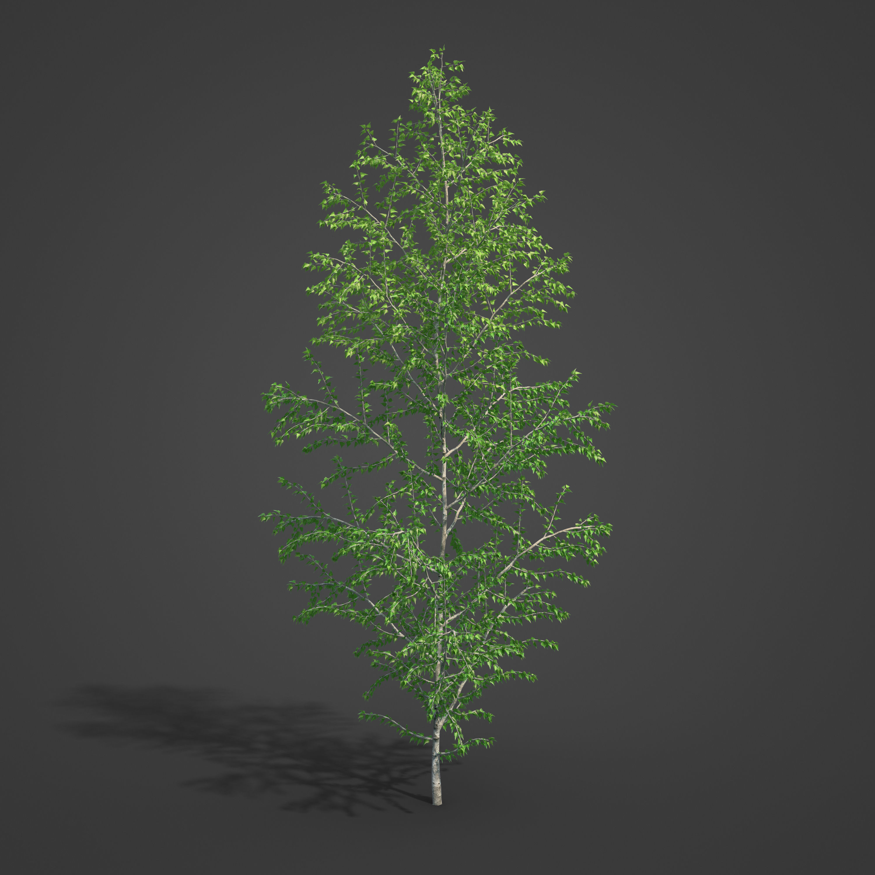 2021 PBR Grey Birch Collection - Betula Populifolia 3D model | CGTrader
