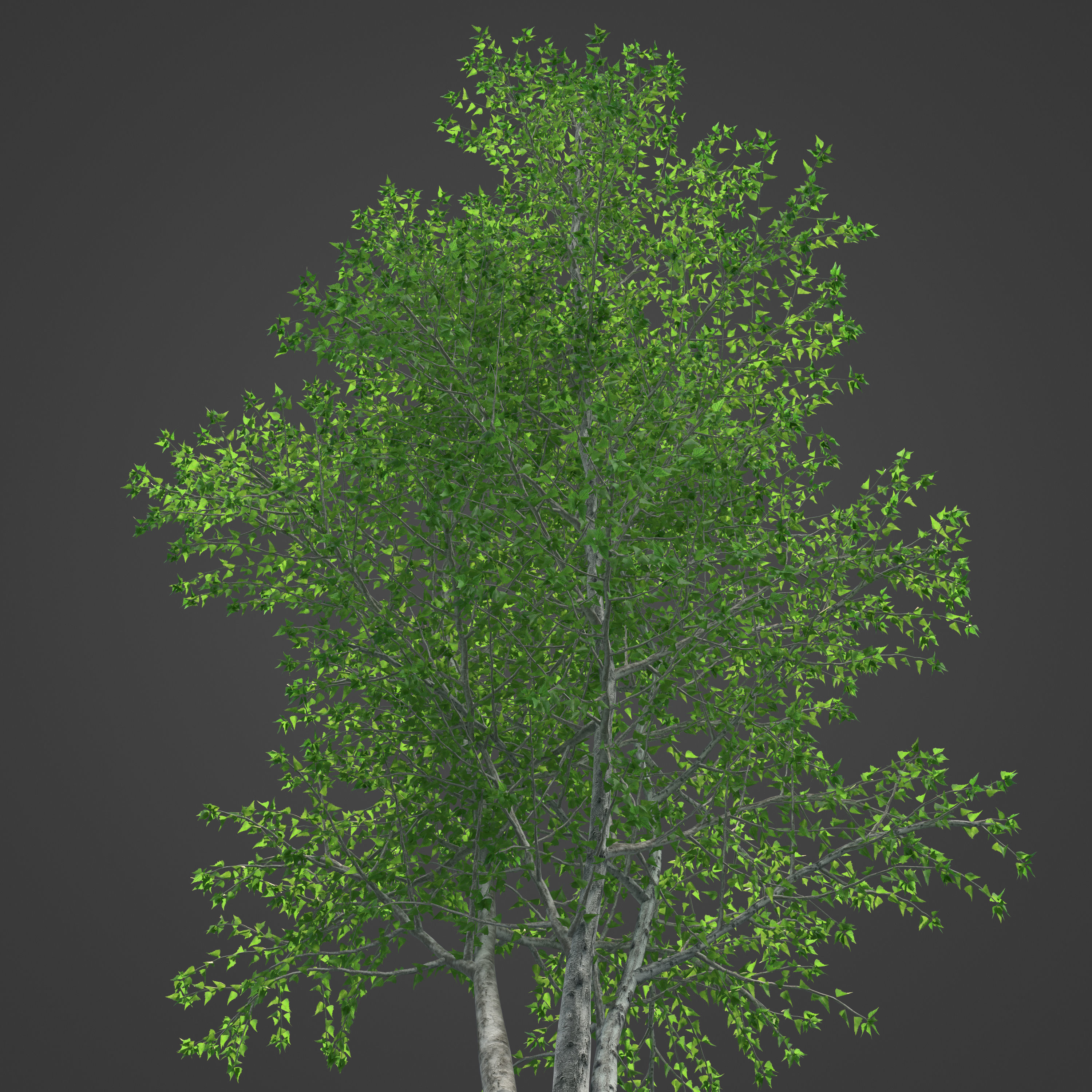 2021 PBR Grey Birch Collection - Betula Populifolia 3D model | CGTrader