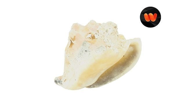 White Seashell Raw Scanned 3D model | CGTrader