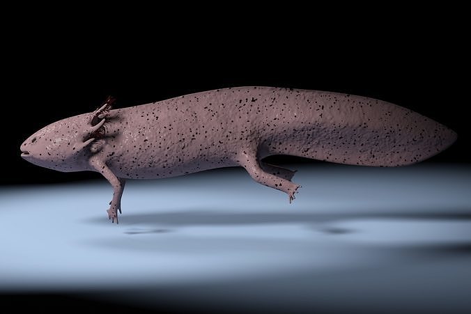 Axolotl 3D model | CGTrader
