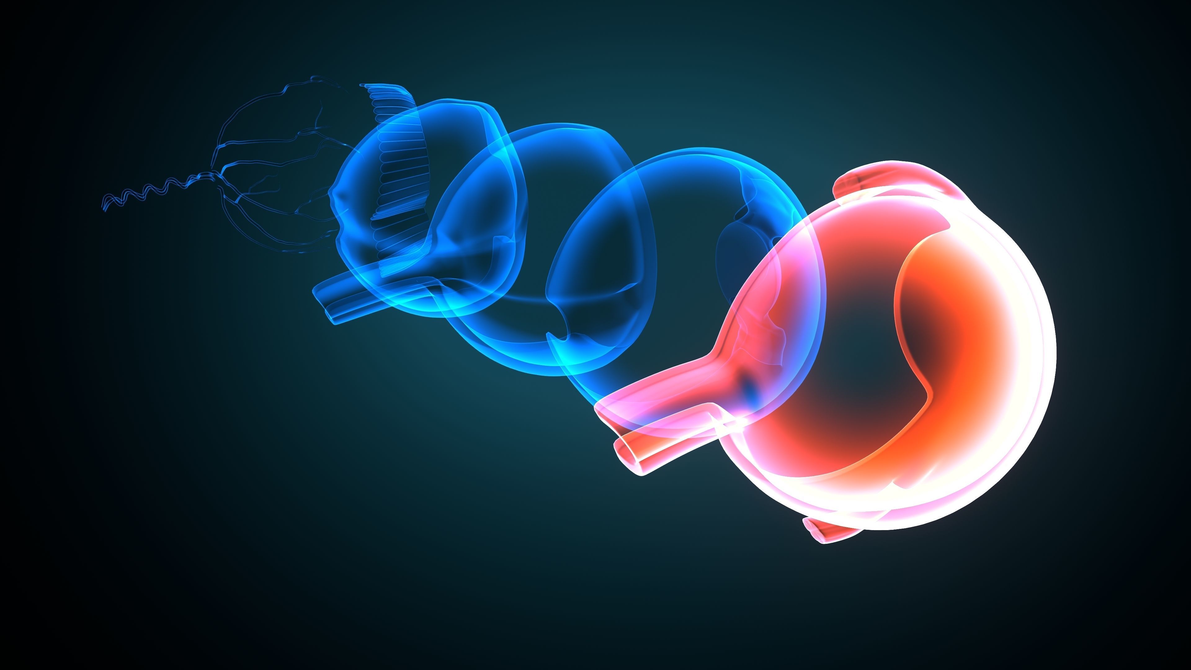 3d human eye anatomy system 3D model | CGTrader