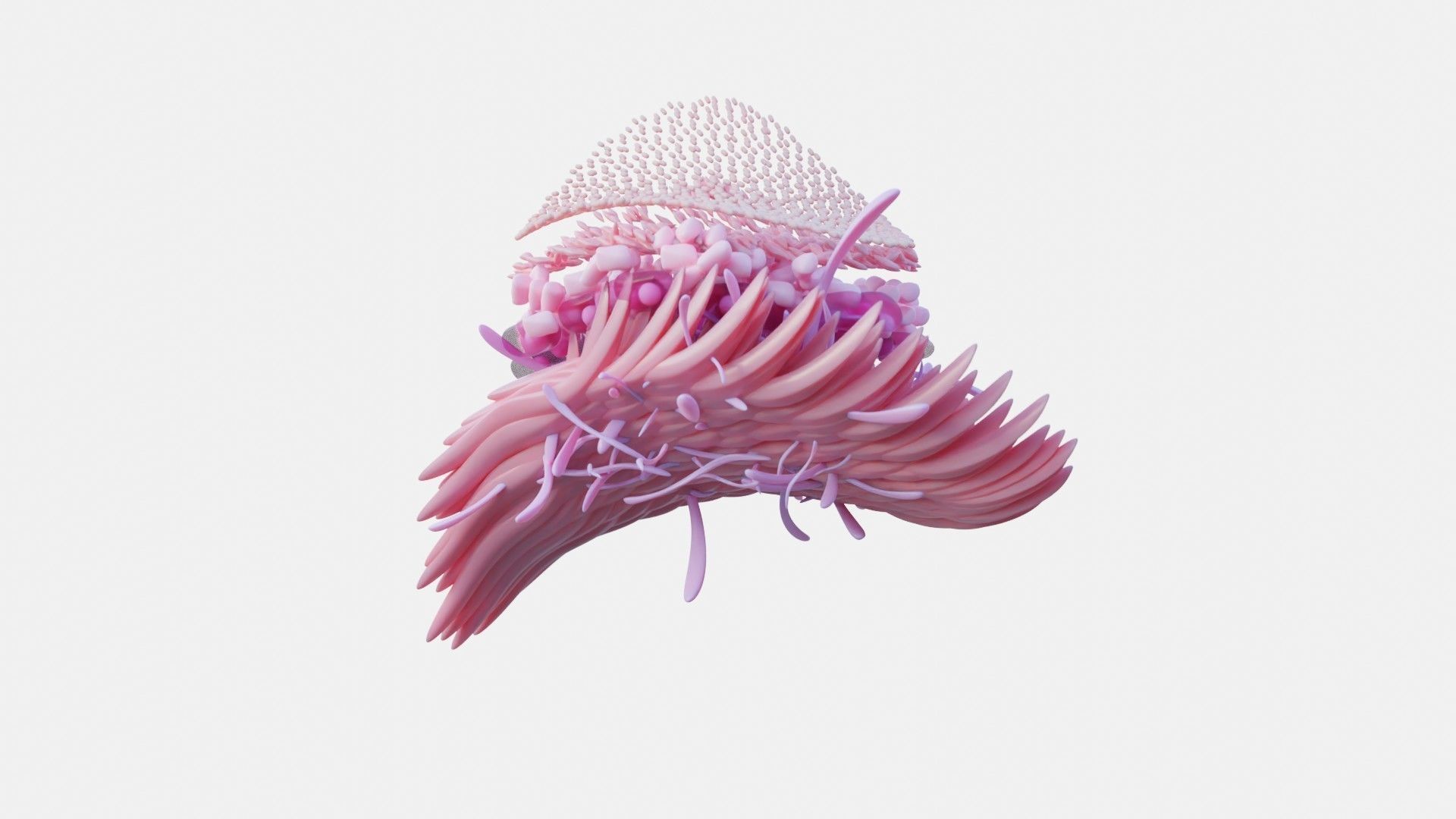 Epidermis free 3D model | CGTrader