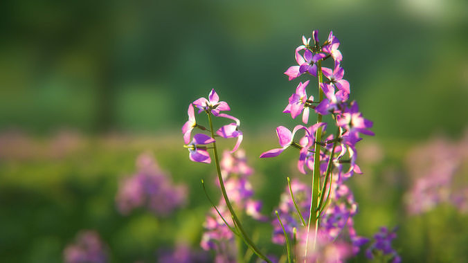 Violet Flower VFX Grace 3D model | CGTrader