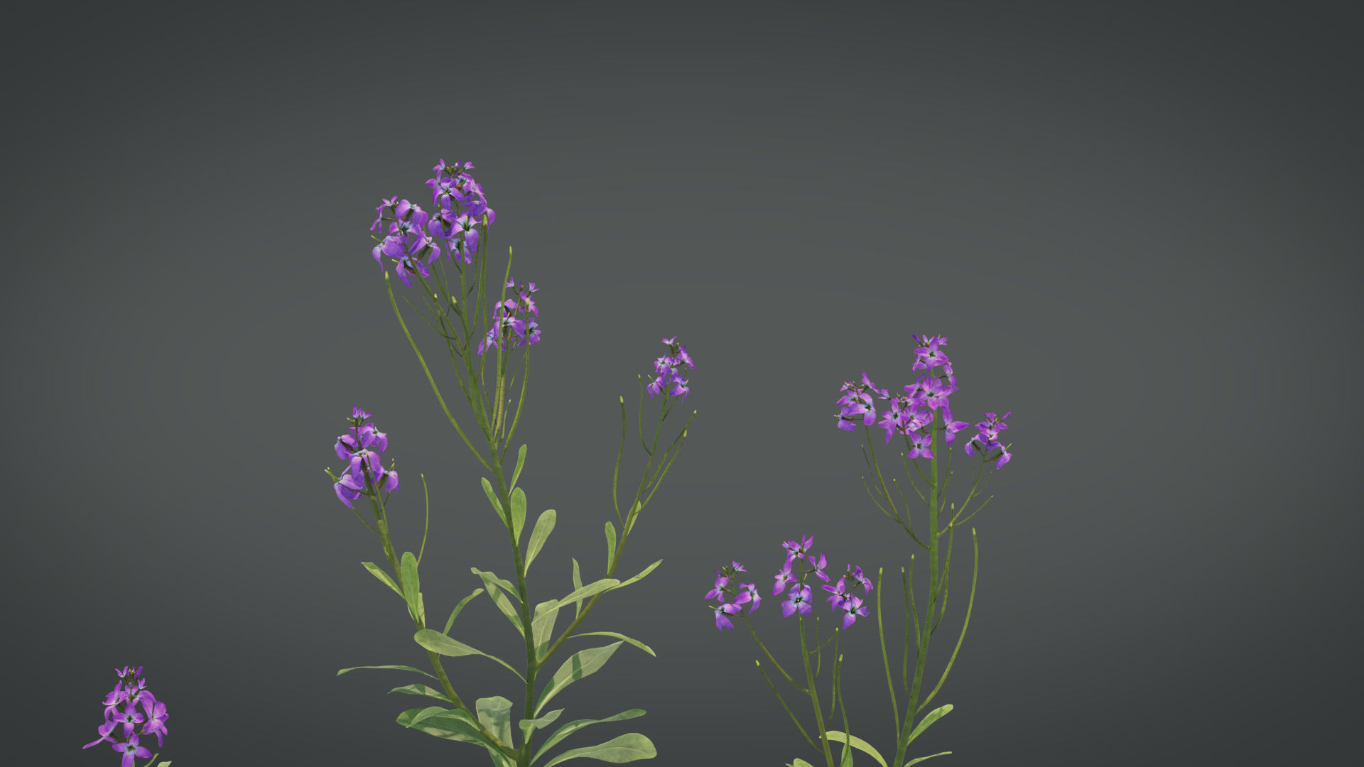 Violet Flower VFX Grace 3D model | CGTrader