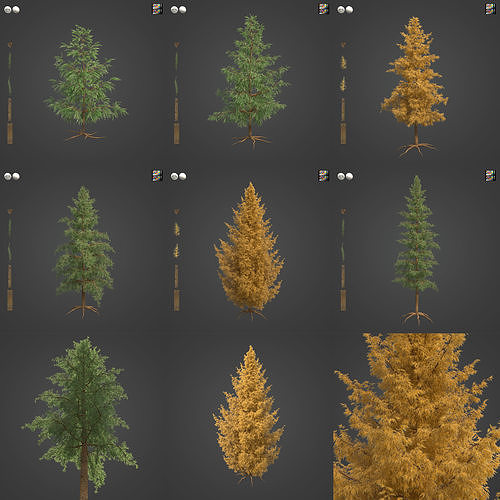 2021 PBR Tamarack Collection - Larix Laricina 3D model | CGTrader