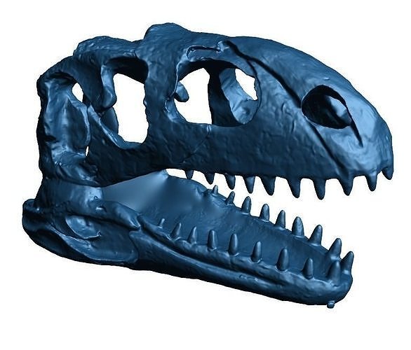 dinosaur skull 1 3D model 3D printable | CGTrader