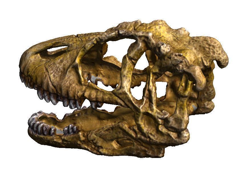 dinosaur skull 2 3D model 3D printable | CGTrader
