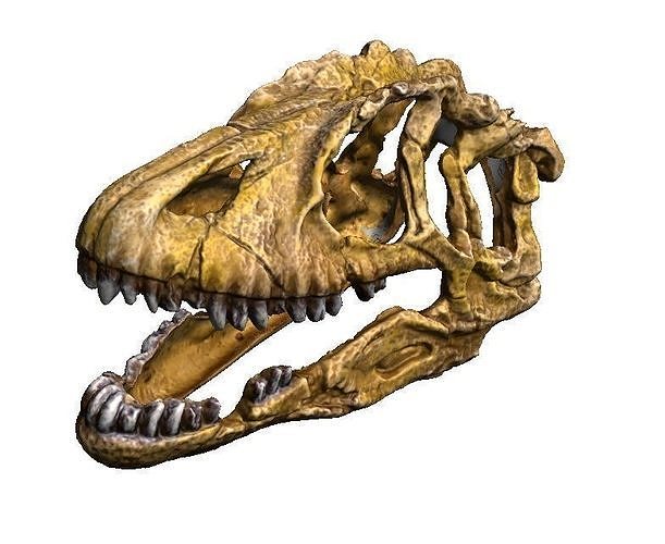 dinosaur skull 2 3D model 3D printable | CGTrader