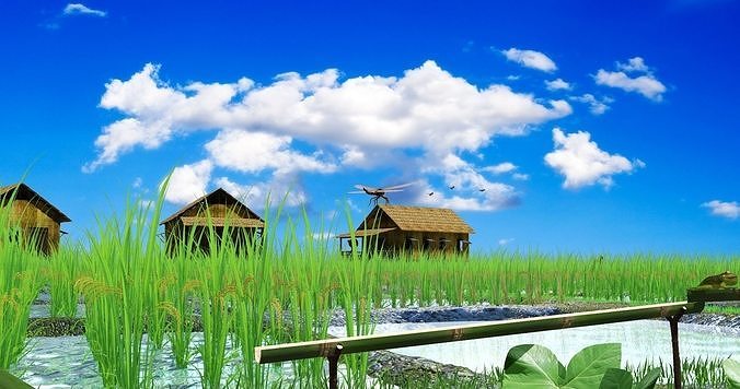 Paddy tall grass 3D model | CGTrader