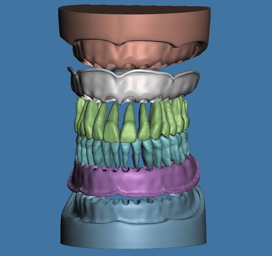 D007 Dental anatomy model with natural root and canal 3D model 3D ...