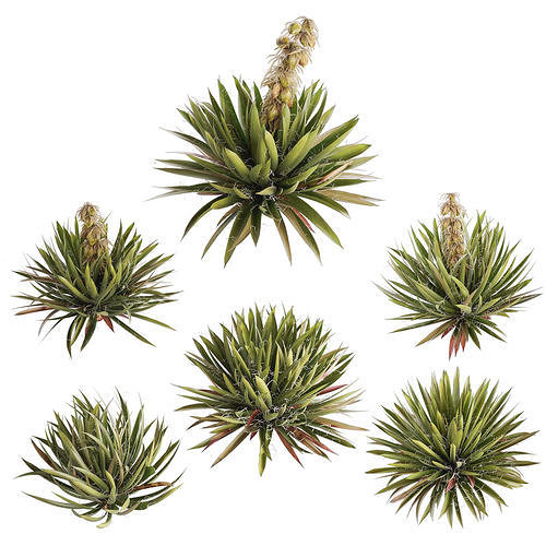 Yucca plants exterior set 3D model | CGTrader