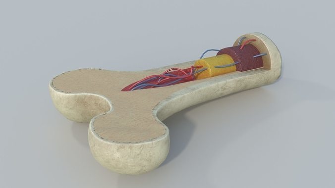 3D model Bone slice VR / AR / low-poly | CGTrader