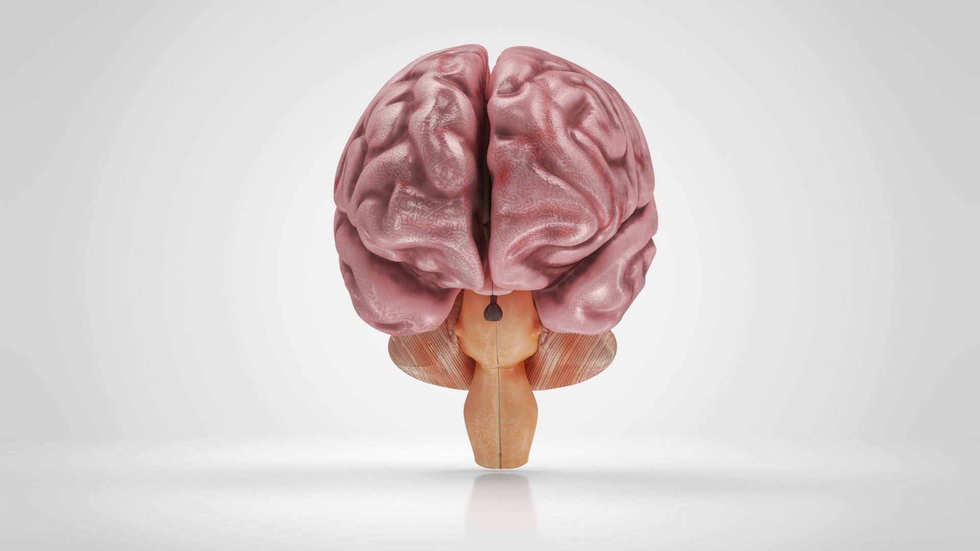 3D model Full Brain Anatomy VR / AR / low-poly | CGTrader