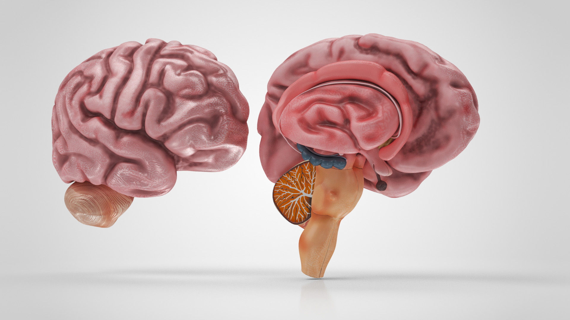 3D model Full Brain Anatomy VR / AR / low-poly | CGTrader