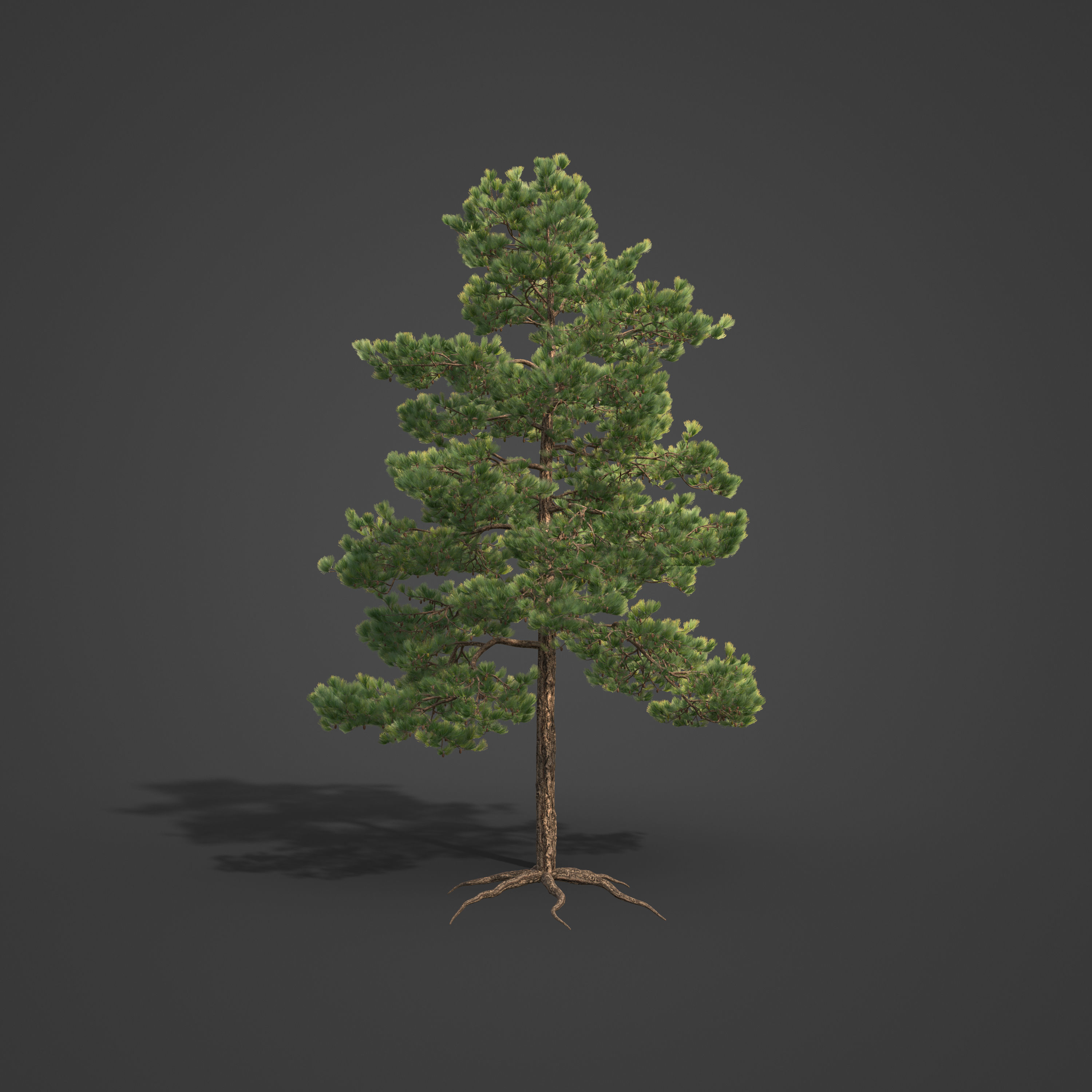 2021 Ponderosa Pine Collection - Pinus Ponderosa 3D model | CGTrader