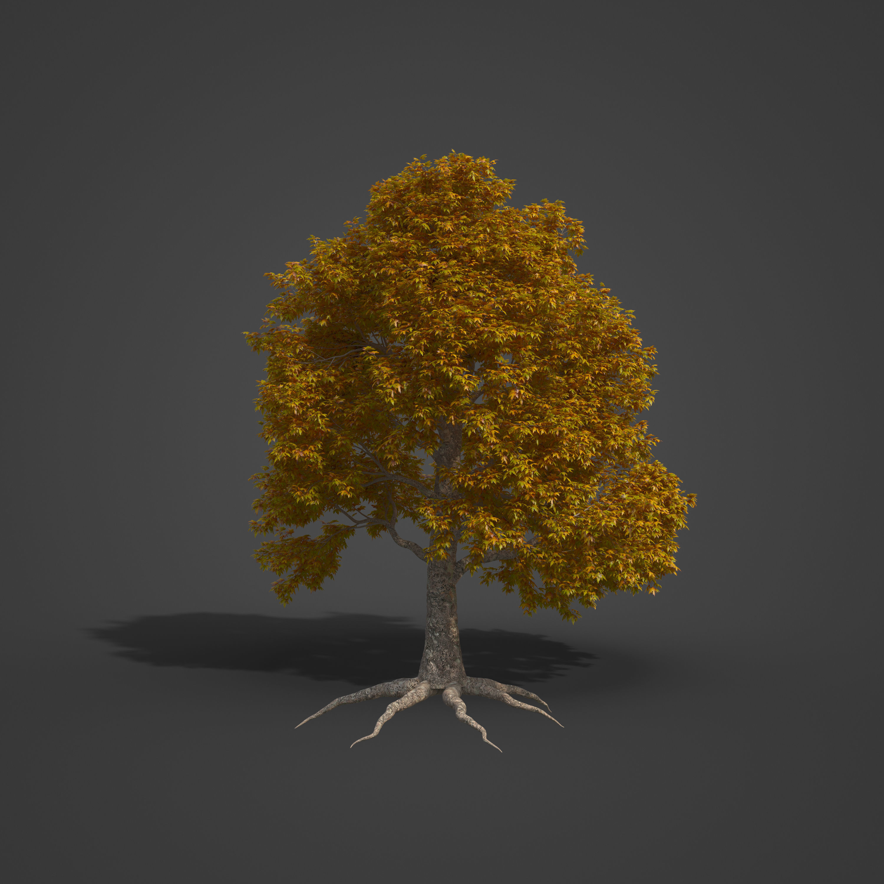 2021 PBR Oriental Planetree Collection - Platanus Orientalis 3D model ...