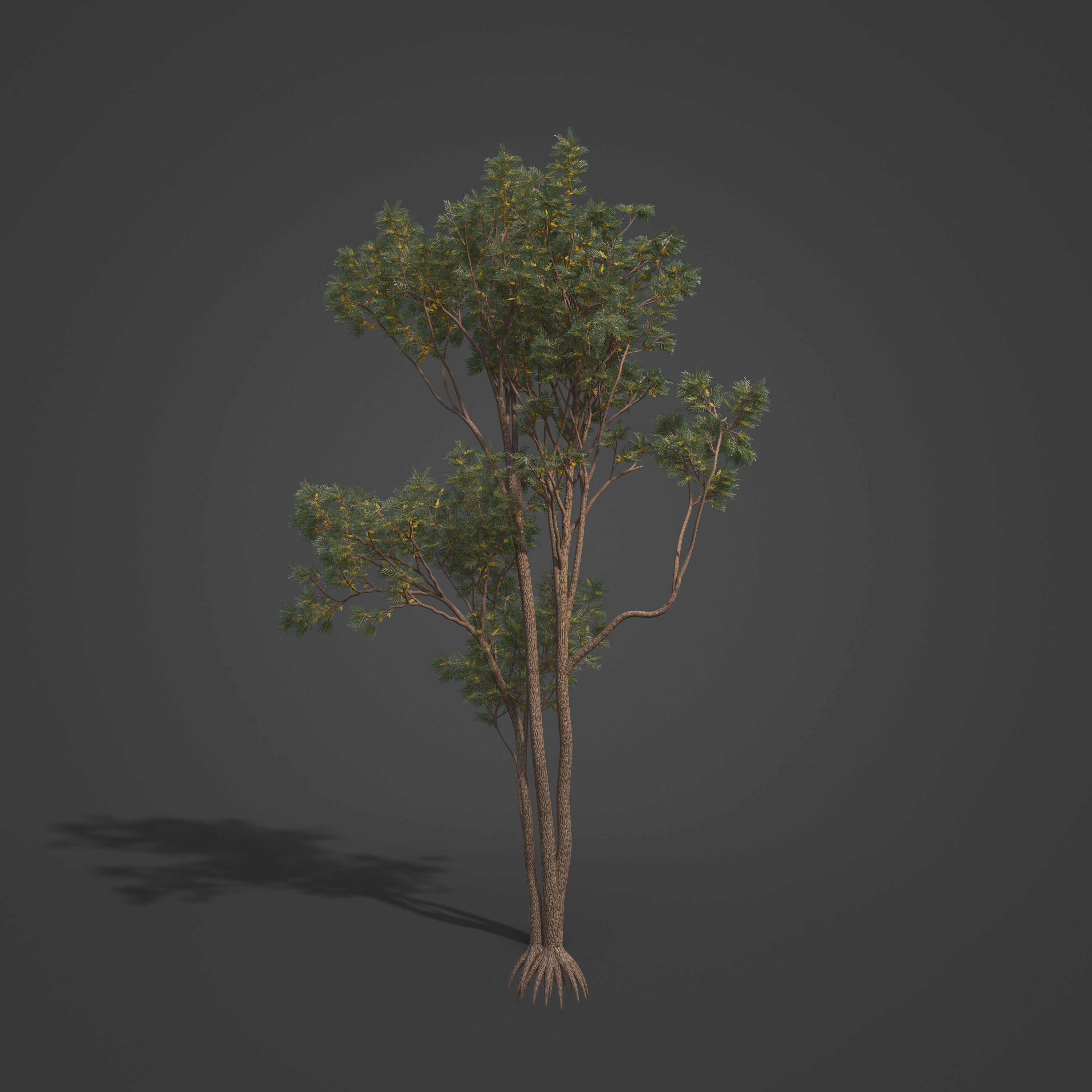 2021 PBR Brigalow Collection - Acacia Harpophylla 3D model | CGTrader