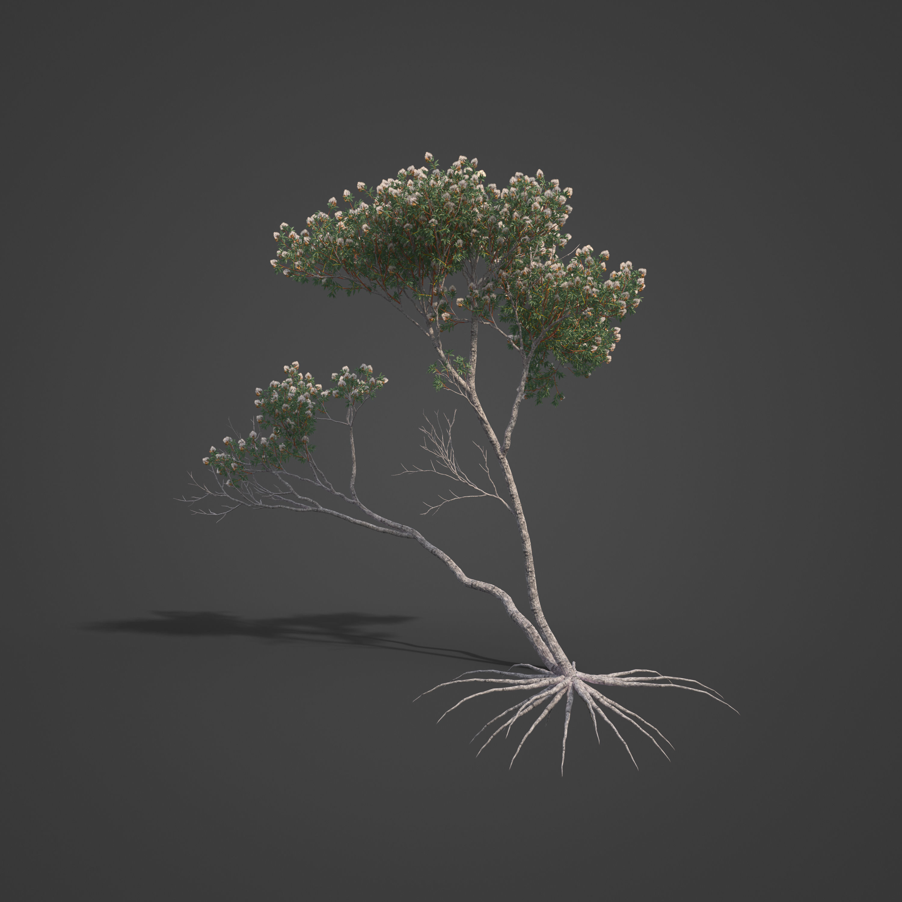 2021 PBR White Mallee Collection - Eucalyptus Dumosa 3D model | CGTrader