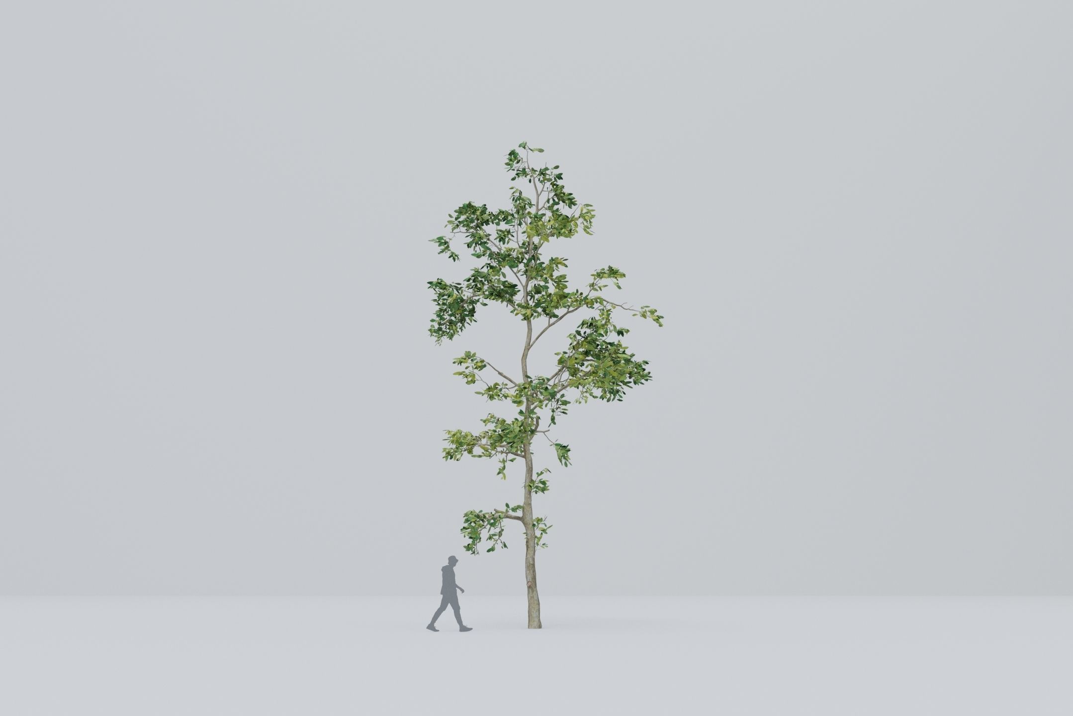 Tree - 5 trees - Large common tree - Pack 01 3D model | CGTrader