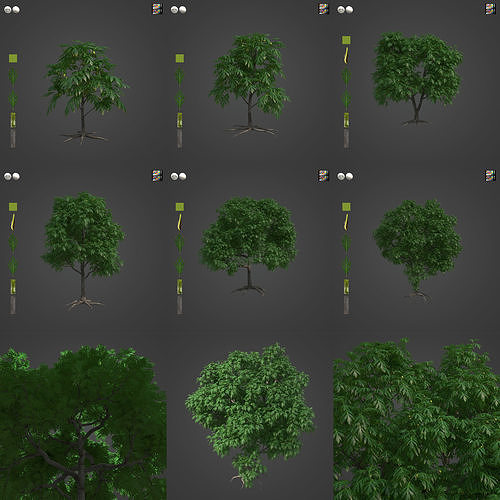 2021 PBR Breadfruit Tree Collection - Artocarpus Altilis 3D model | CGTrader