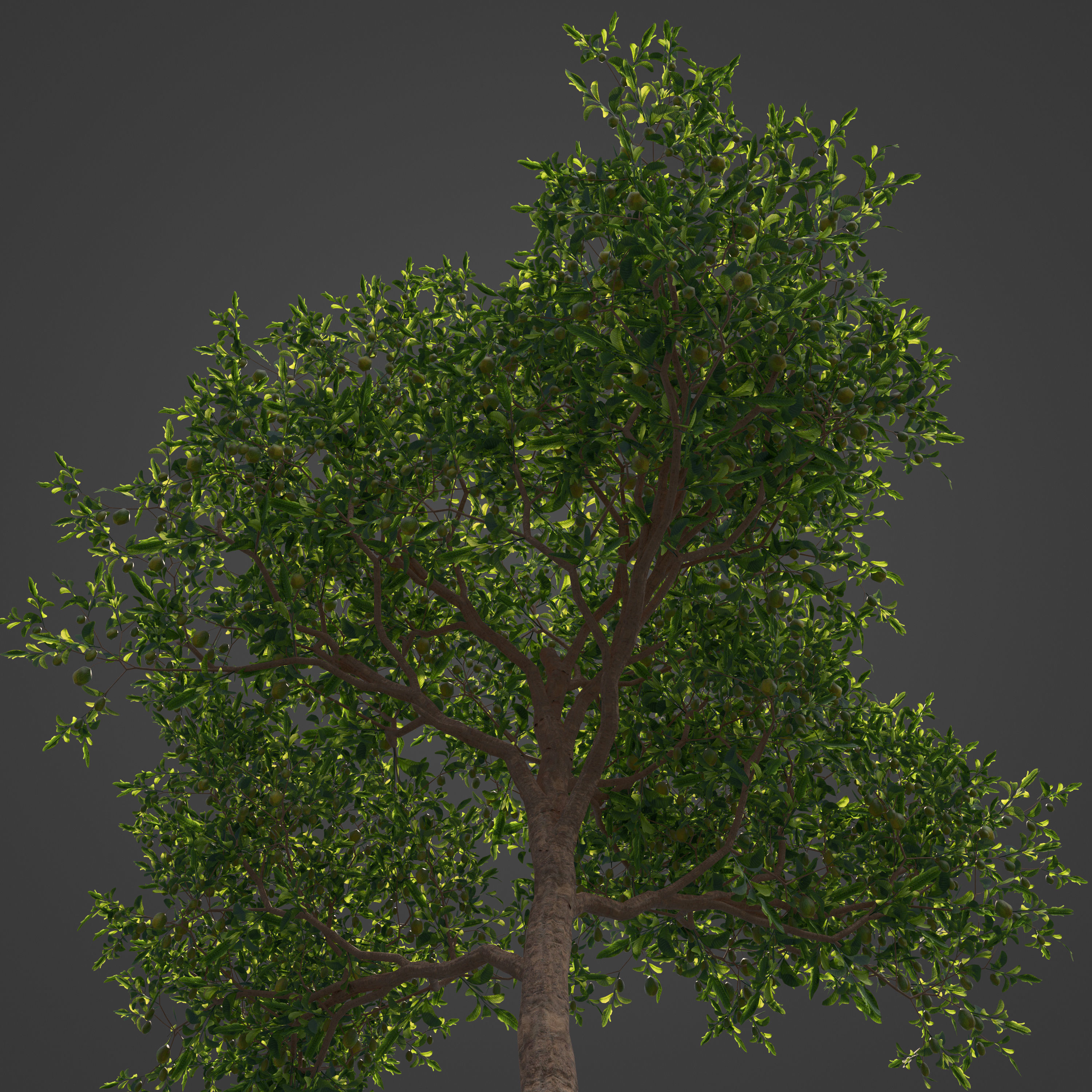 2021 PBR Avocado Tree Collection - Persea Americana 3D model | CGTrader