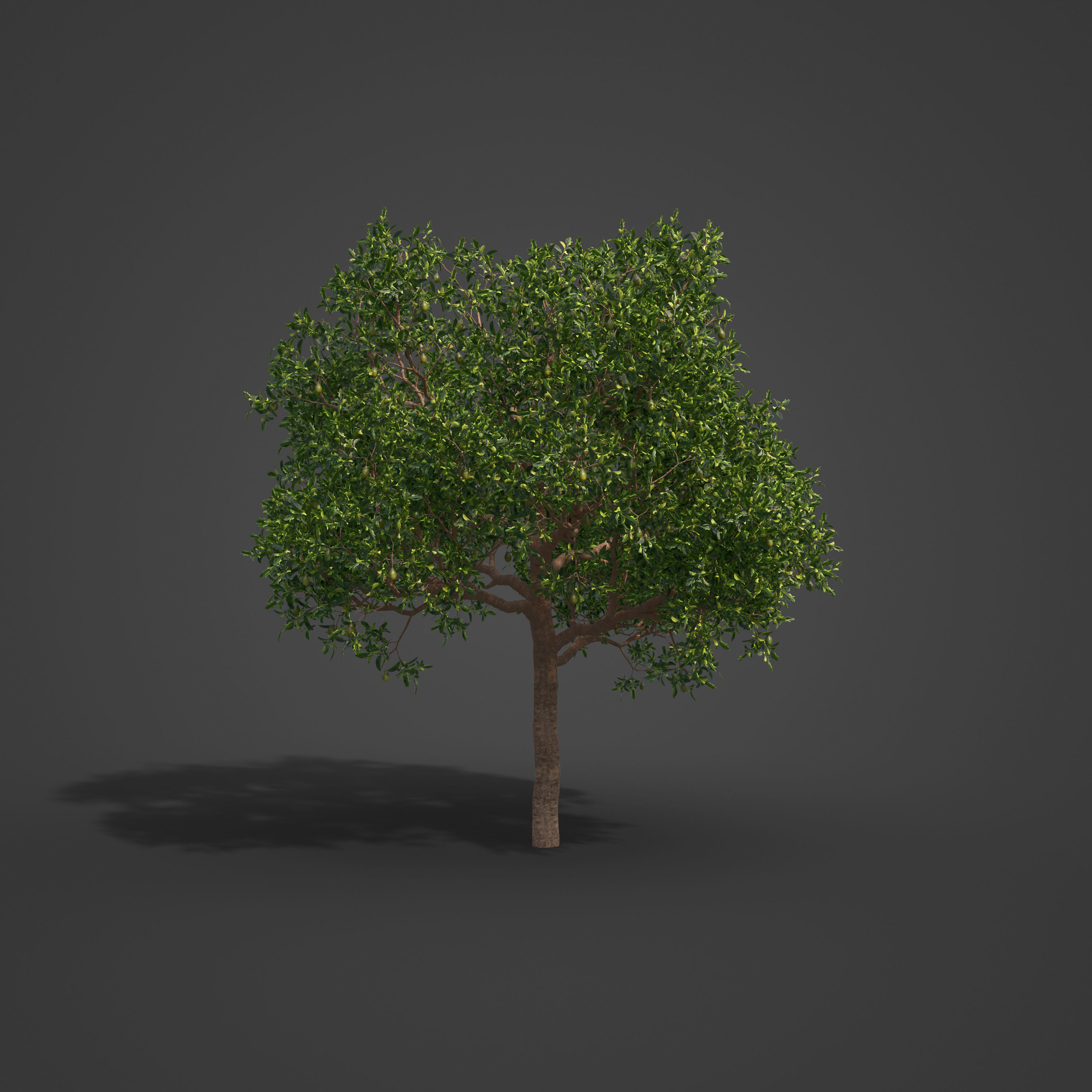 2021 PBR Avocado Tree Collection - Persea Americana 3D model | CGTrader